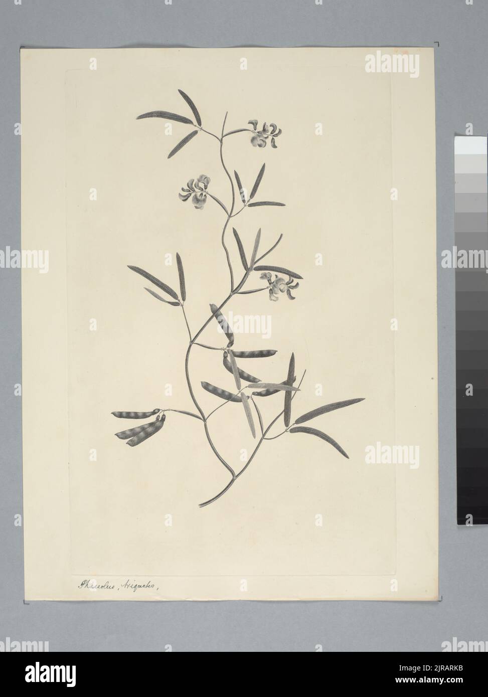 Vigna lanceolata Bentham in Mitchell, by Sydney Parkinson. Gift of the ...