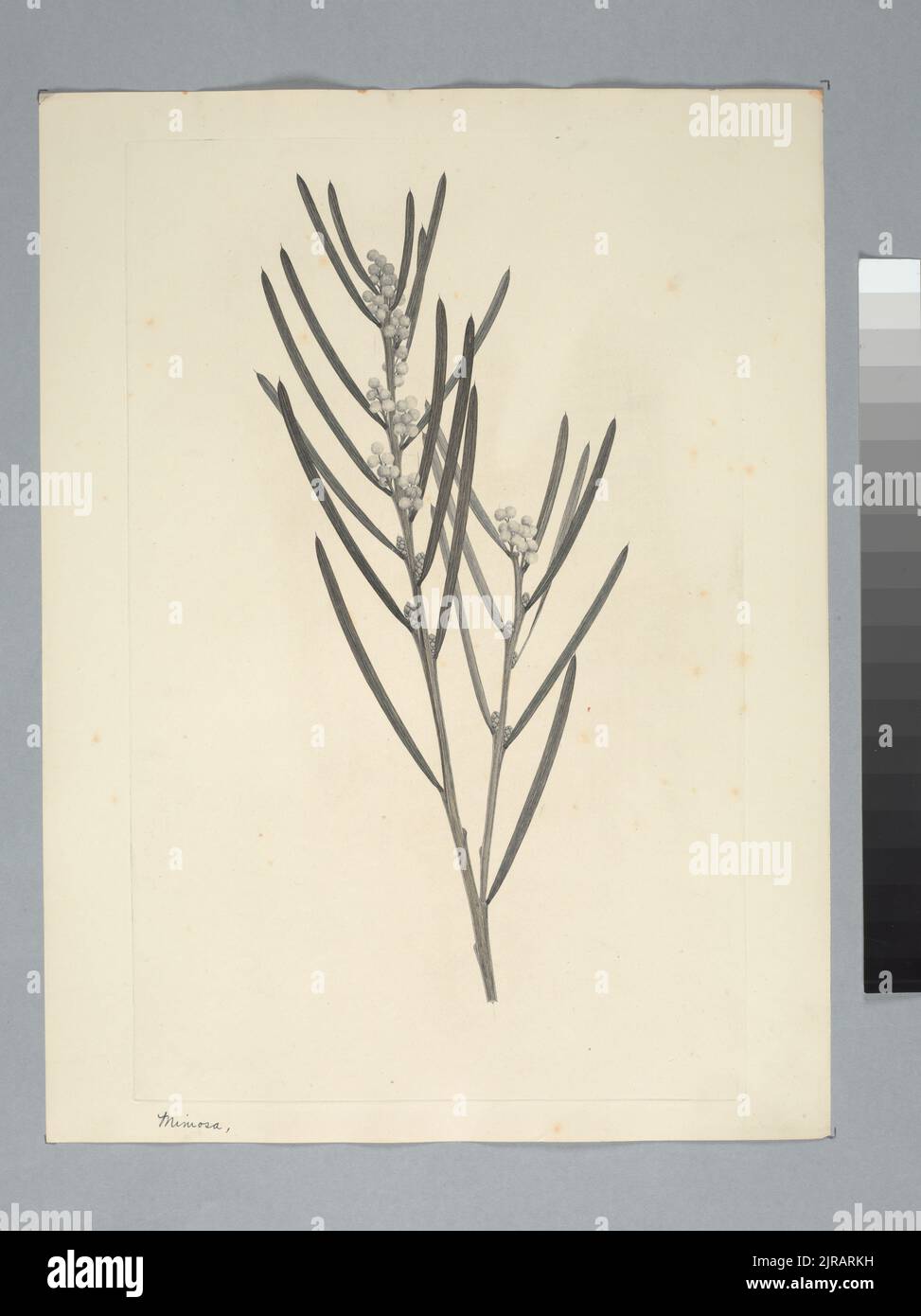 Acacia suaveolens (Smith) Willdenow, by Sydney Parkinson. Gift of the ...