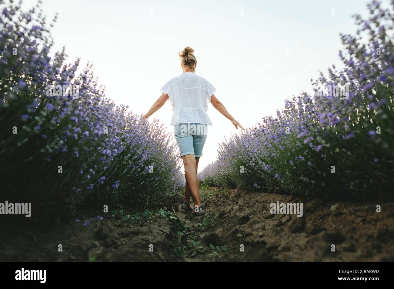 Woman walking amidst lavender flowers on field Stock Photo - Alamy