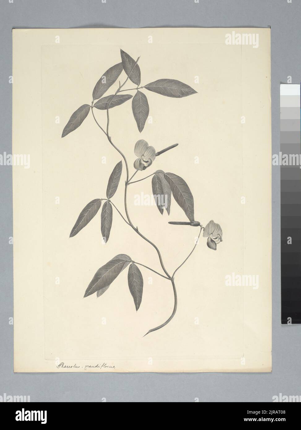 Vigna vexillata hi-res stock photography and images - Alamy