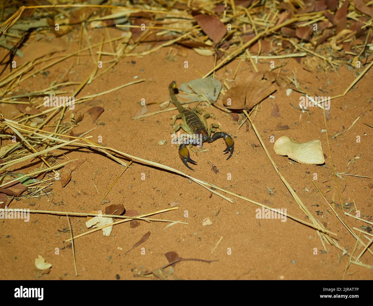 Scorpion sitting on the sandy ground of desert in Namibia Stock Photo ...
