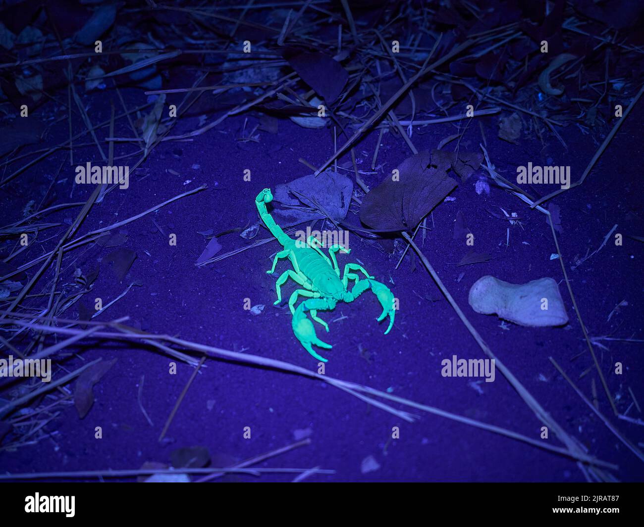 Scorpion at night illuminated by UV light Stock Photo - Alamy