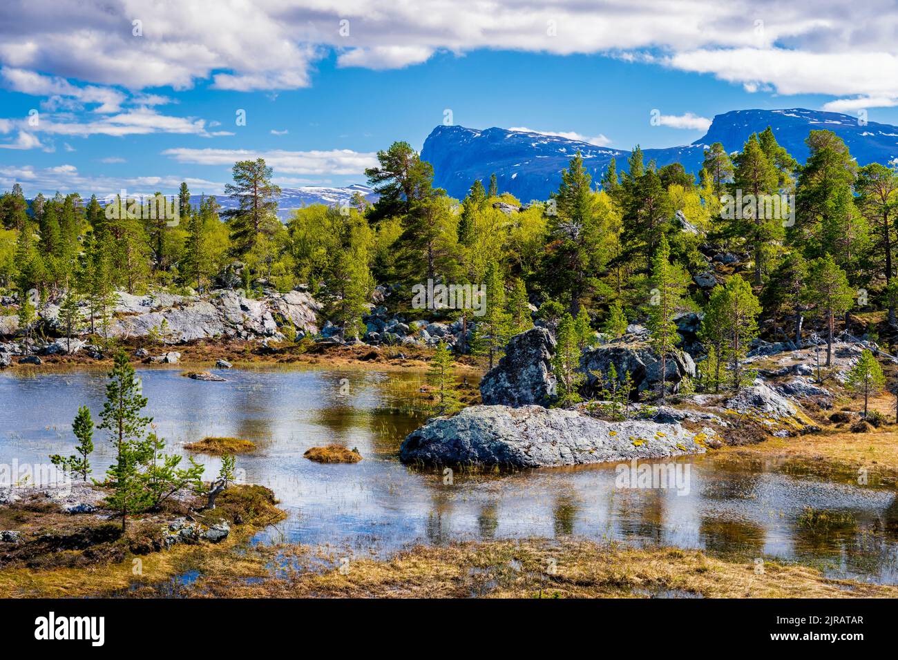 Sweden, Norrbotten County, Alpine lake and surrounding forest in summer ...