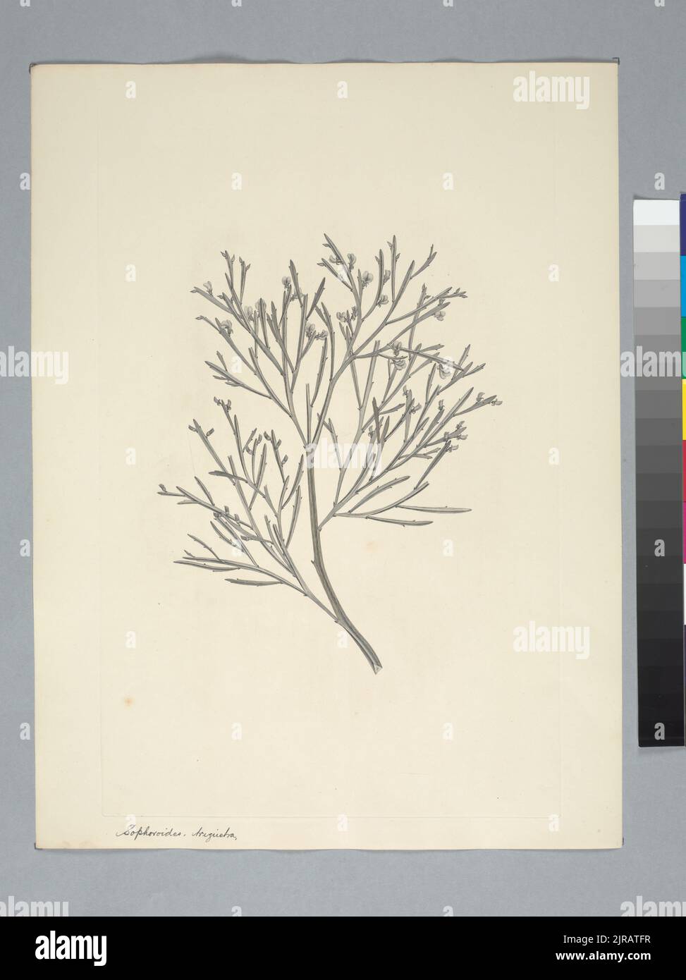 Jacksonia thesioides hi-res stock photography and images - Alamy