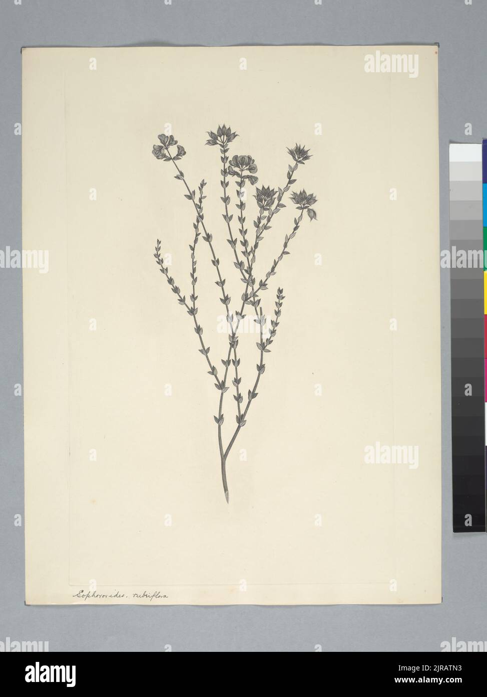 Oxylobium cordifolium hi-res stock photography and images - Alamy