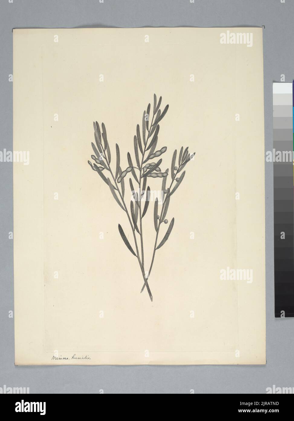 Acacia multisiliqua (Bentham) Maconochie, by Sydney Parkinson. Gift of ...