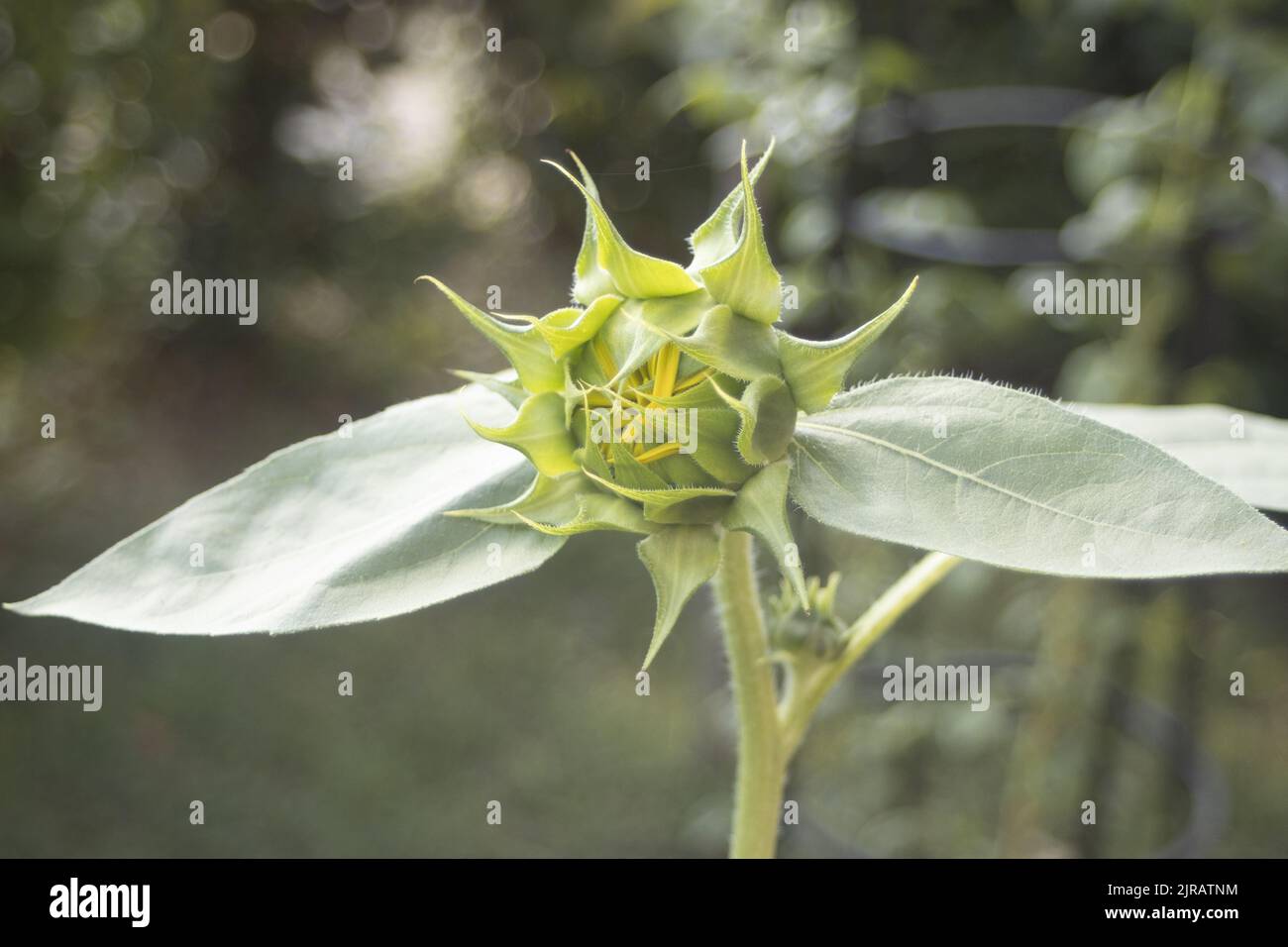 Closed sunflower in the garden hi-res stock photography and images - Alamy