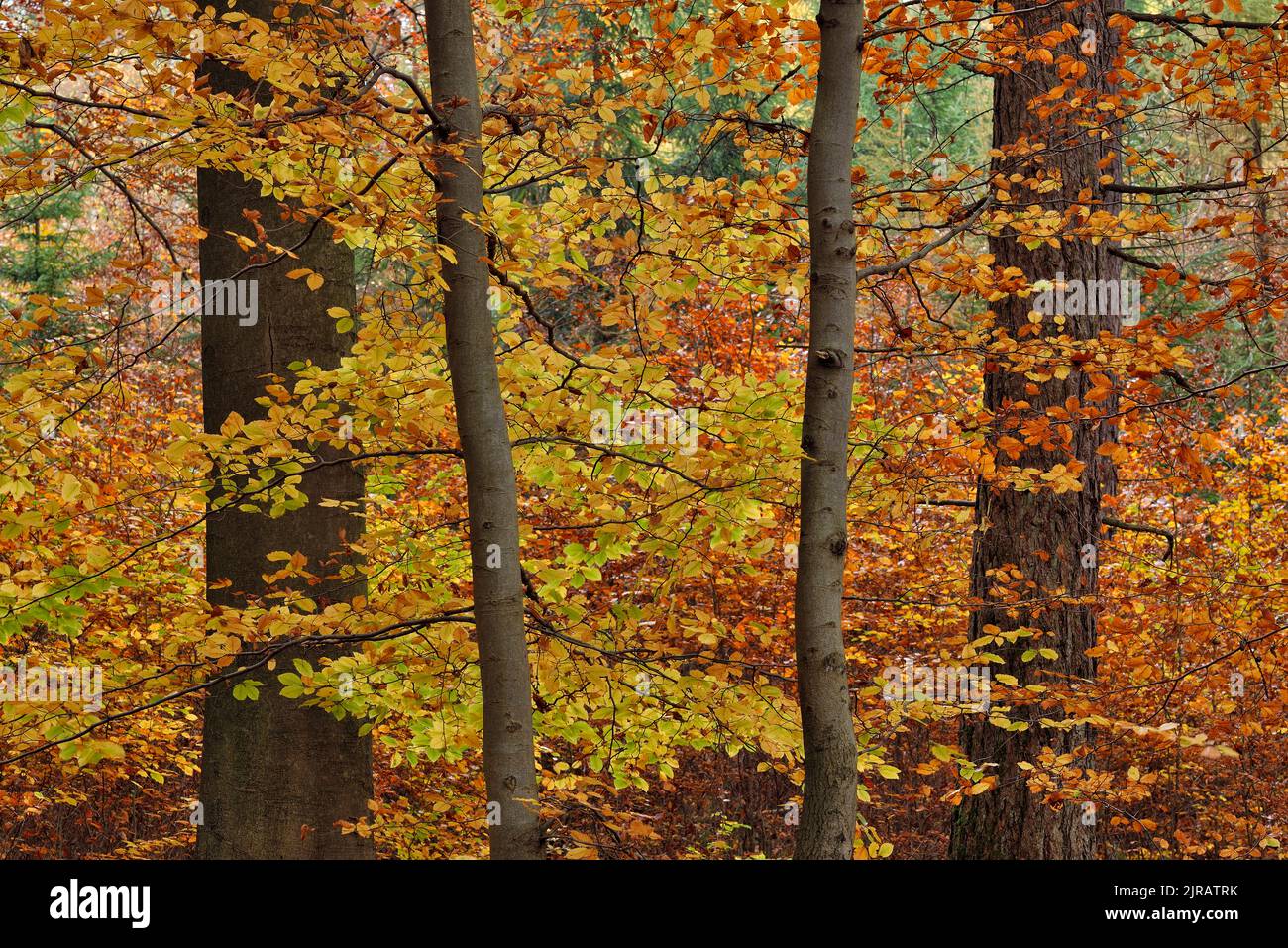 Beech trees in autumn forest Stock Photo - Alamy