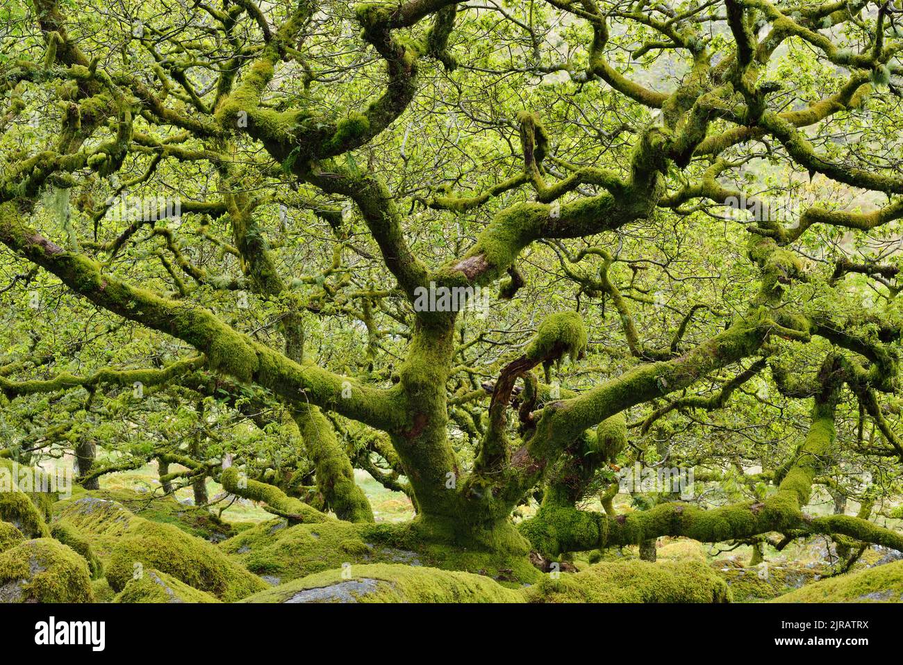 UK, England, Moss-covered oak tree in Wistman's Wood Stock Photo - Alamy