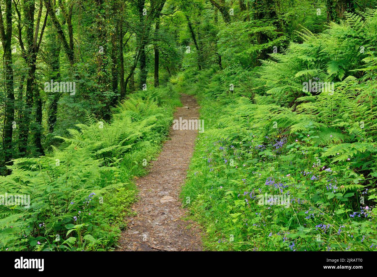 Saint nectans glen hi-res stock photography and images - Alamy