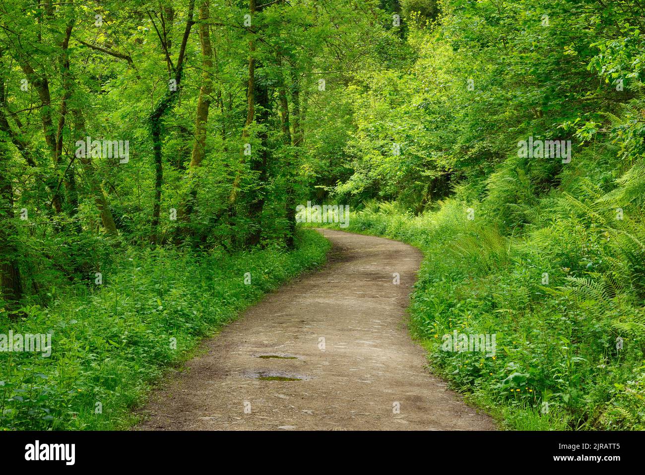 UK, England, Dirt road in lush green springtime forest Stock Photo - Alamy