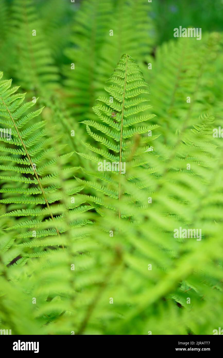 Close up of ferns hi-res stock photography and images - Alamy