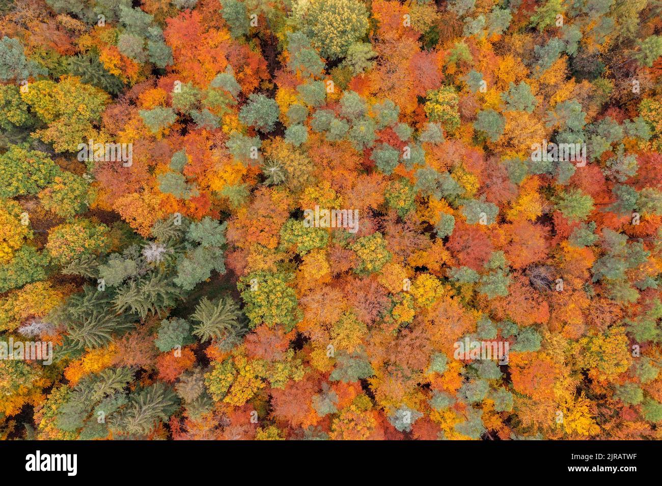 Leaf tree steigerwald hi-res stock photography and images - Alamy