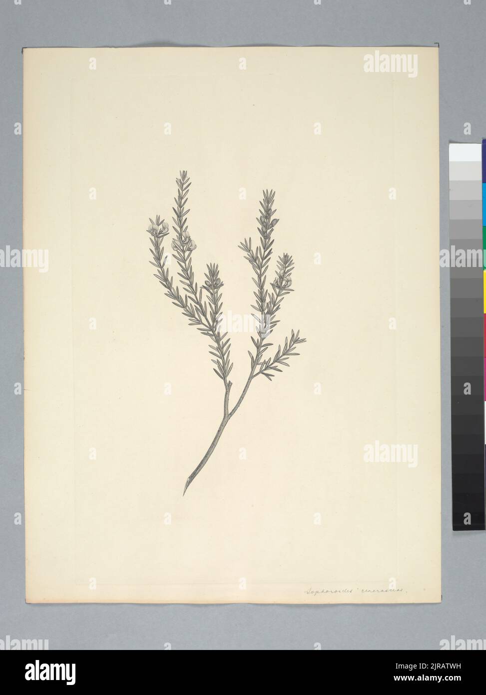 Aotus ericoides (Ventenat) G. Don, by Sydney Parkinson. Gift of the ...