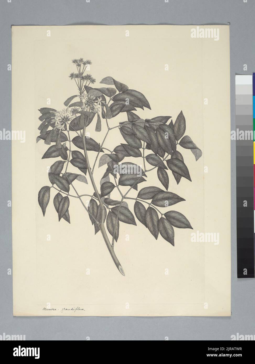 Abarema grandiflora (Bentham) Kostermans, by Sydney Parkinson. Gift of ...