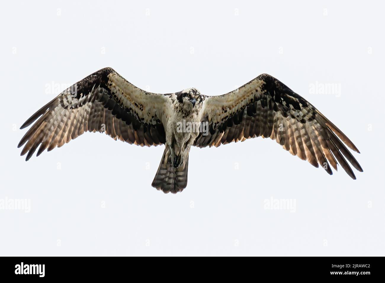 A close-up shot of a huge Osprey flying freely with wide open wings in ...