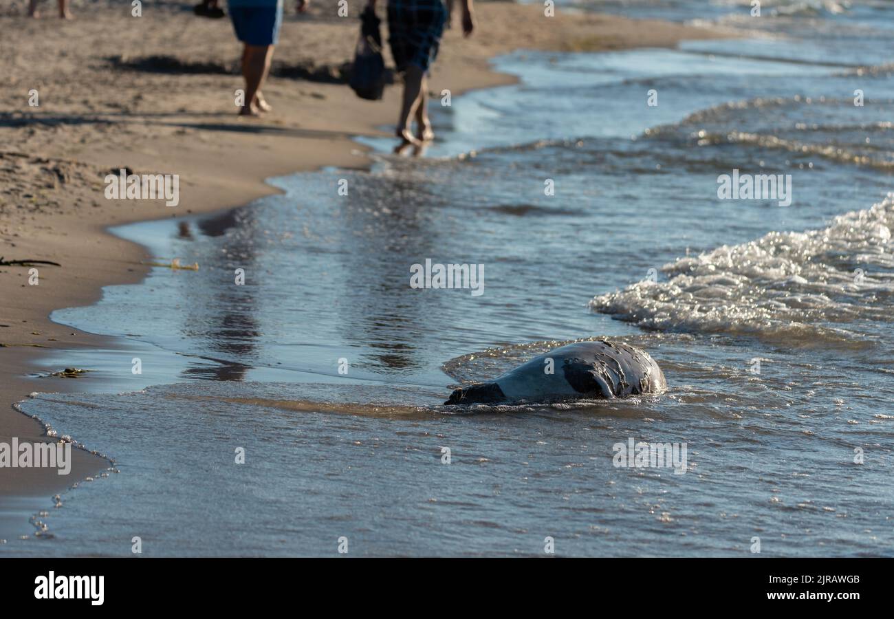 Dead seal on the beach. A dead animal taken to the beach by the waves ...