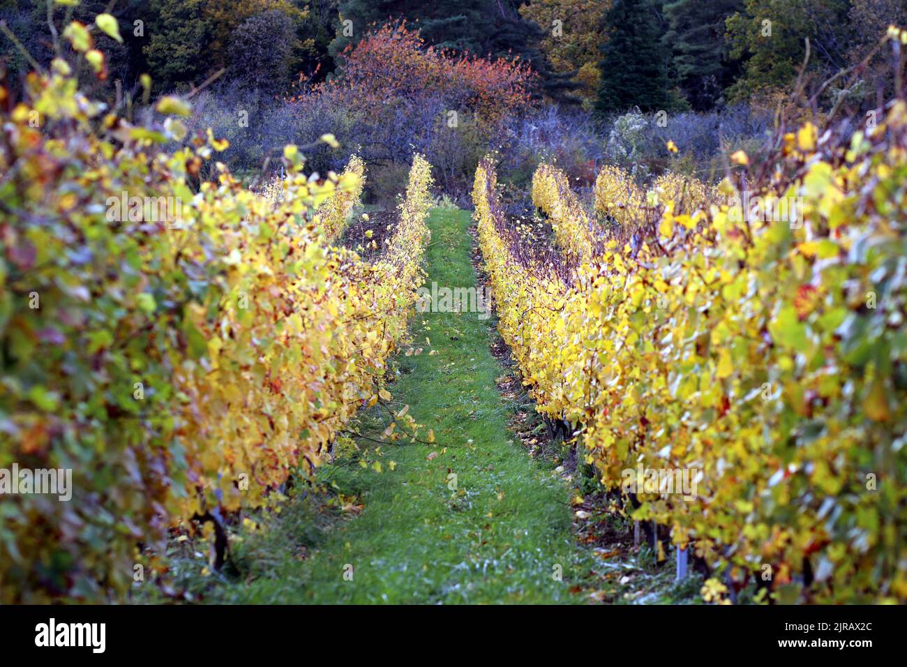 Nancy lorraine francia hi-res stock photography and images - Alamy
