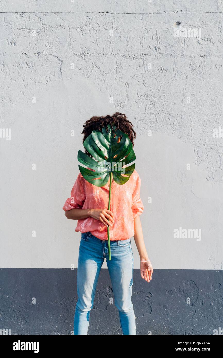 Young woman covering face with monstera leaf in front of wall Stock ...