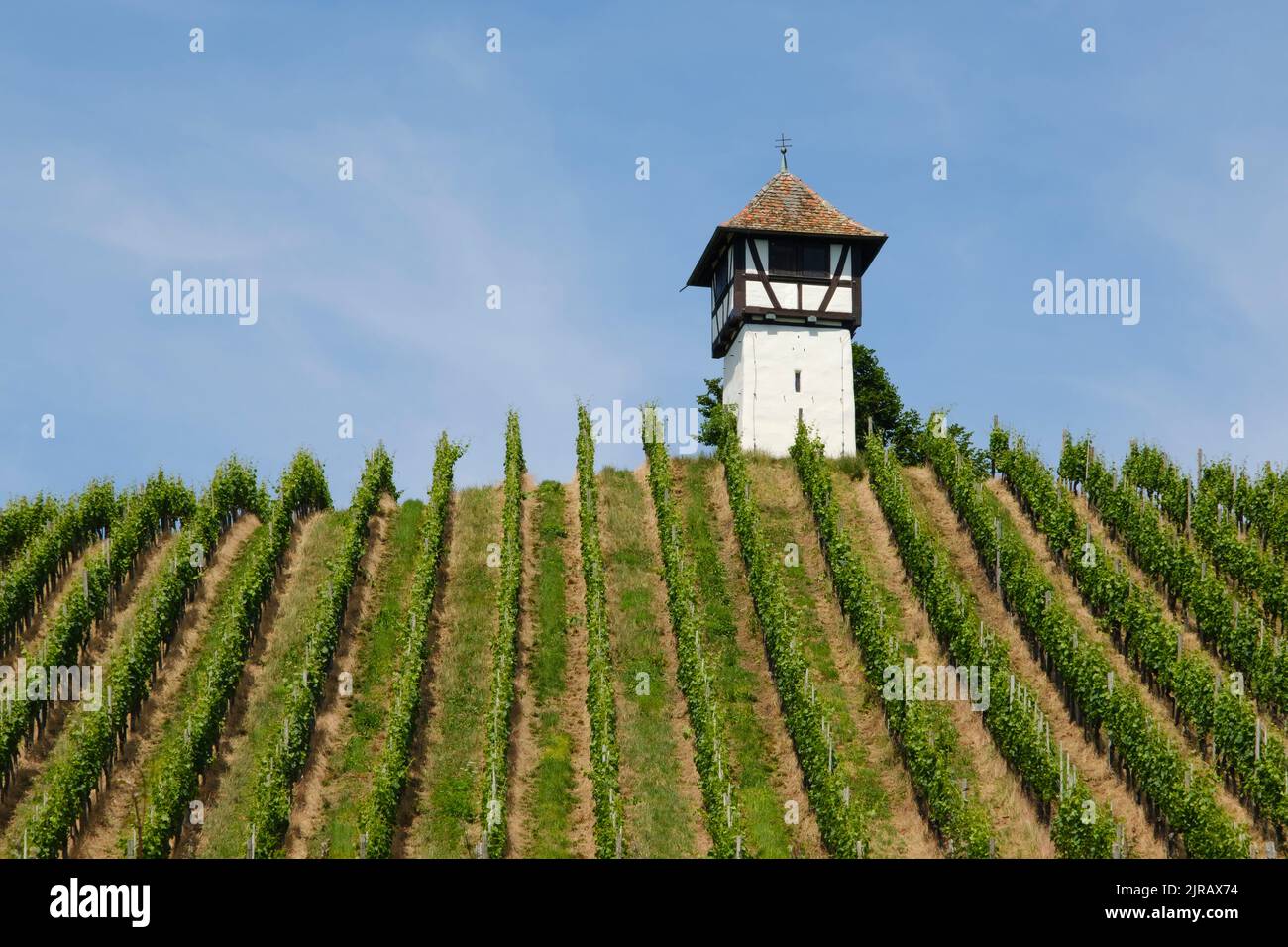 Germany, Baden-Wurttemberg, Meersburg, Summer vineyard with medieval ...