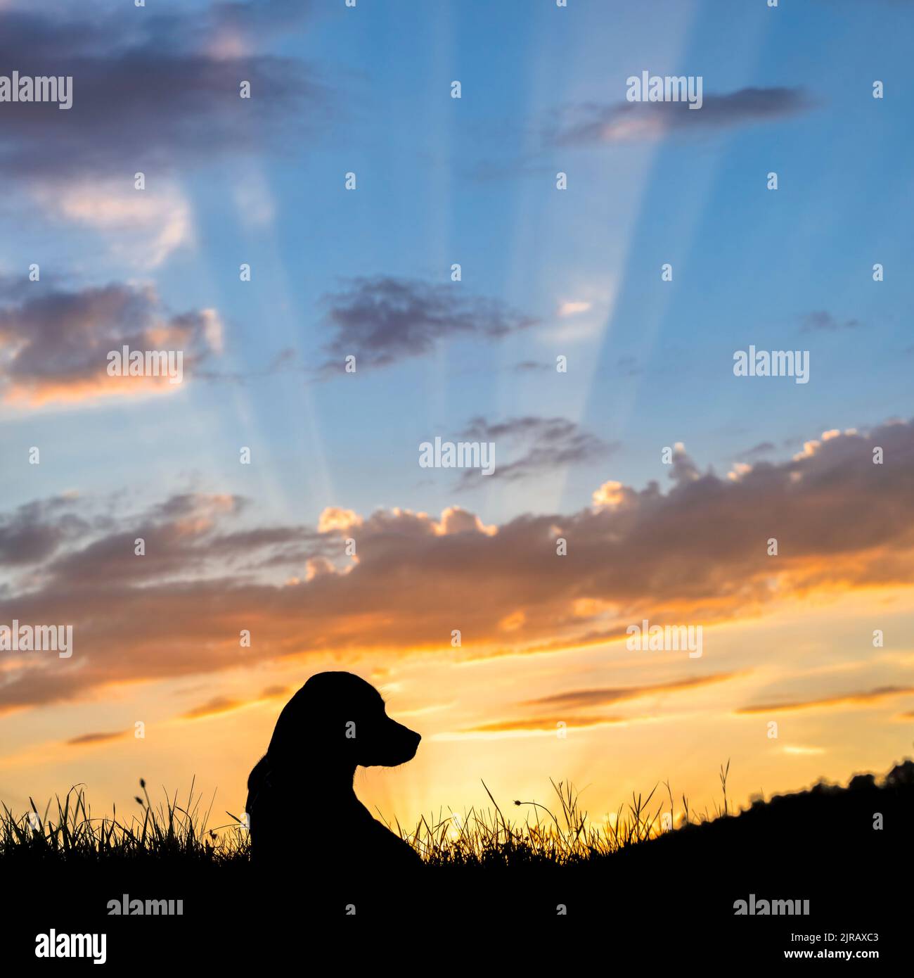 Labrador lying in the sun hi-res stock photography and images - Alamy