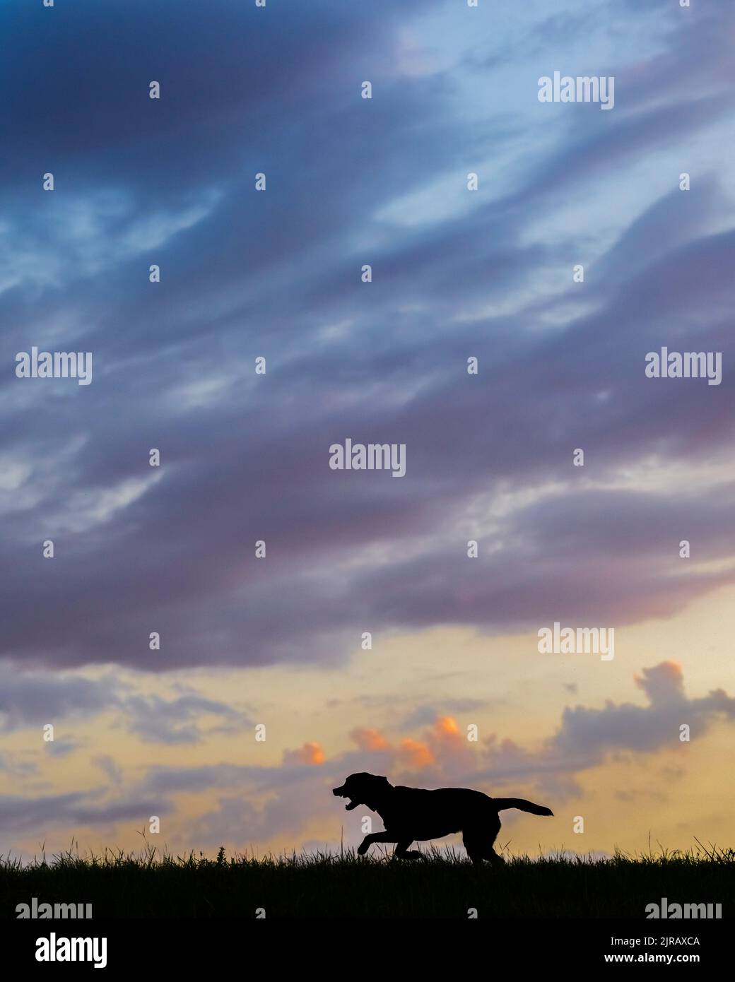 Labrador retriever silhouette hi-res stock photography and images - Alamy