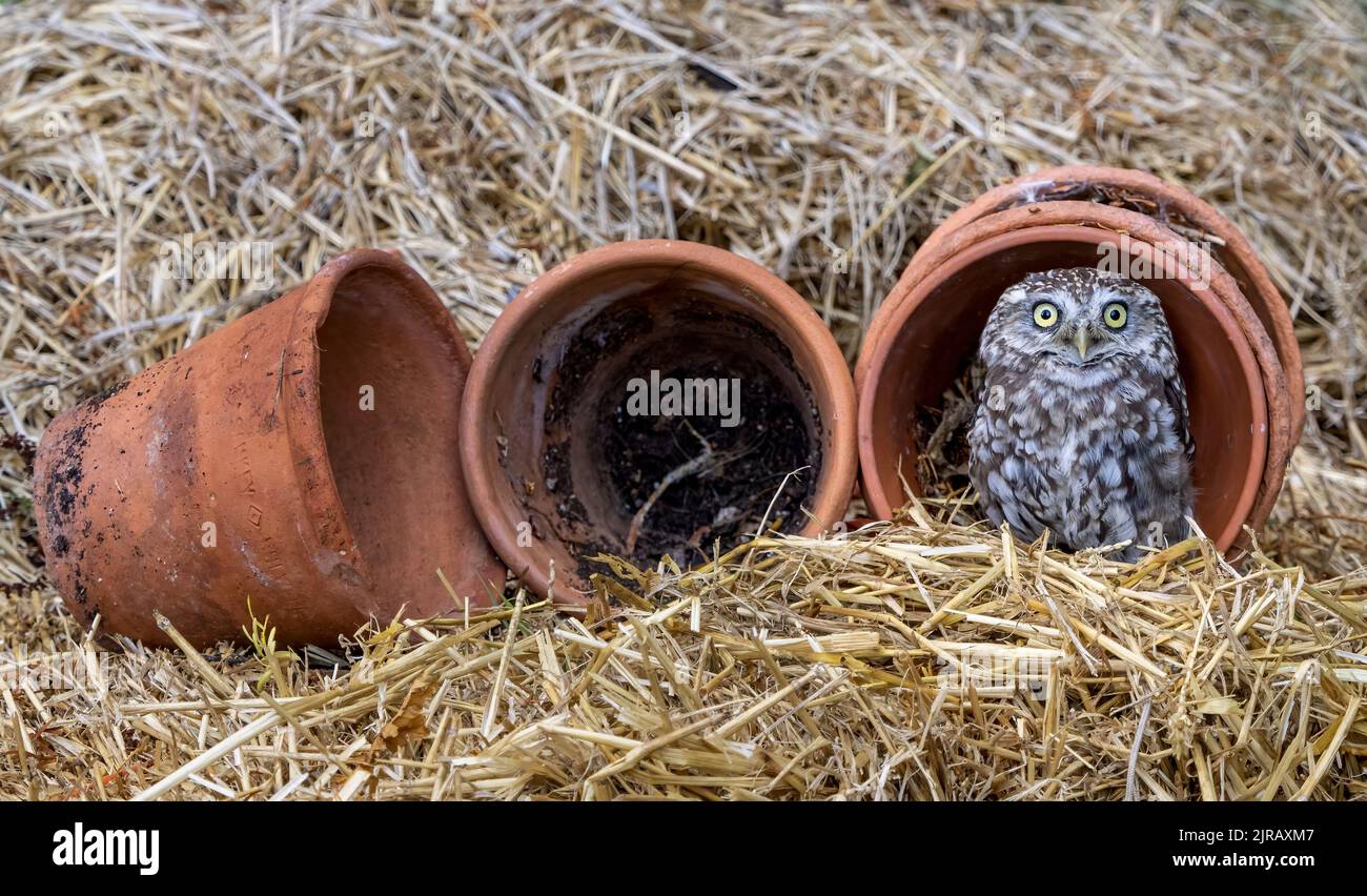 A Little Owl standing inside plant pots Stock Photo - Alamy