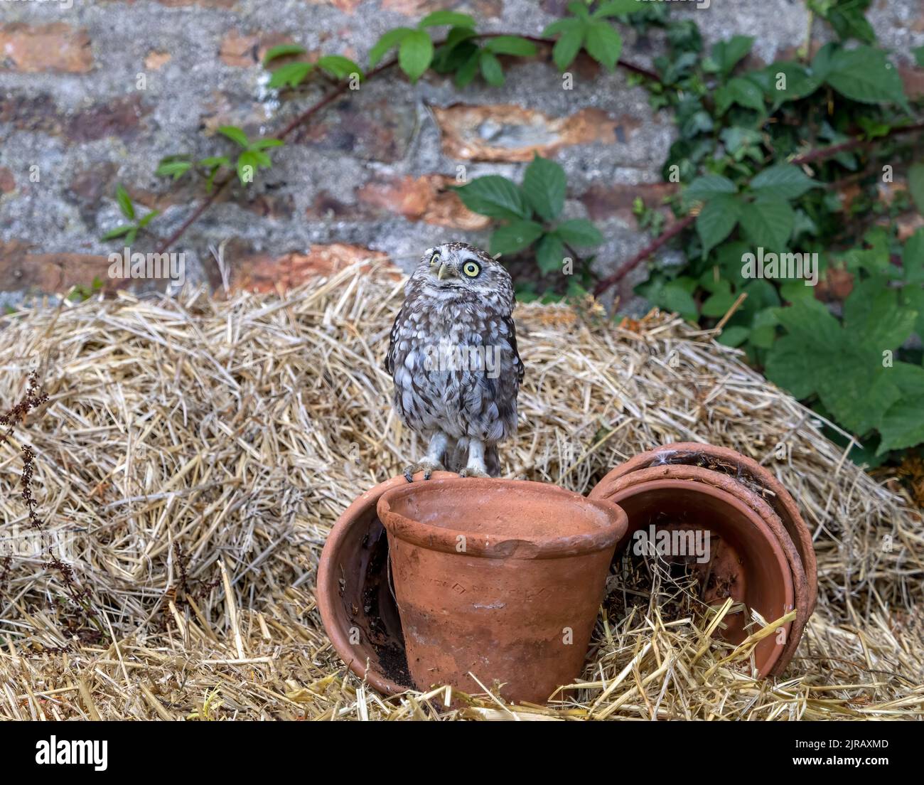 A Little Owl standing inside plant pots Stock Photo - Alamy