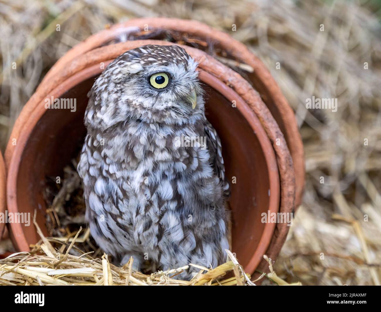 A Little Owl standing inside plant pots Stock Photo - Alamy