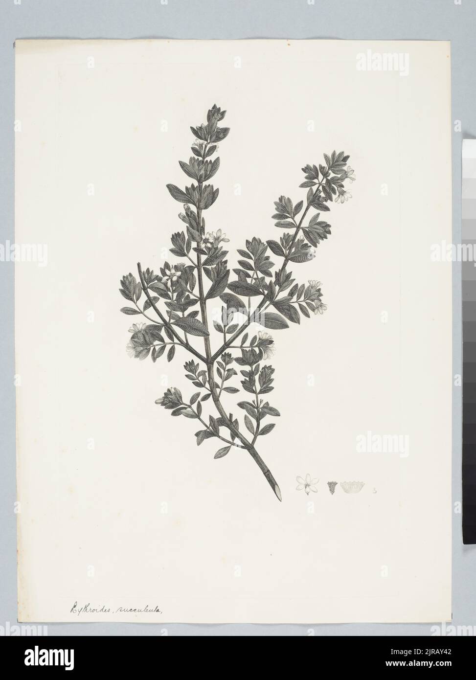 Pemphis acidula Forster & G. Forster, by Sydney Parkinson. Gift of the ...