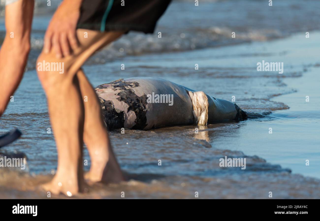 Dead seal on the beach. A dead animal taken to the beach by the waves ...