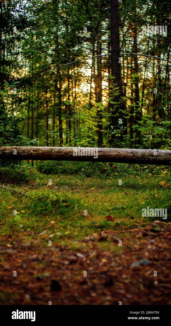 A vertical shot of a horizontal tree trunk in a forest Stock Photo - Alamy