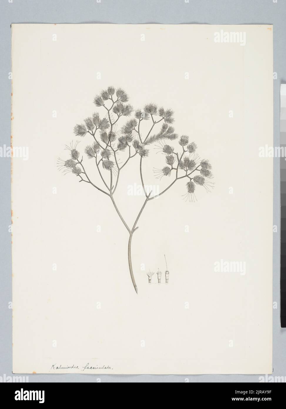 Darwinia fascicularis Rudge subsp. fascicularis, by Sydney Parkinson ...