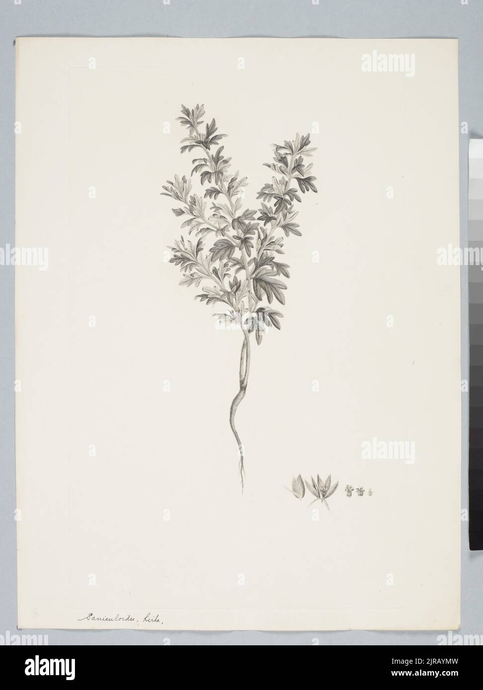 Xanthosia pilosa rudge xanthosia pilosa rudge hi-res stock photography ...