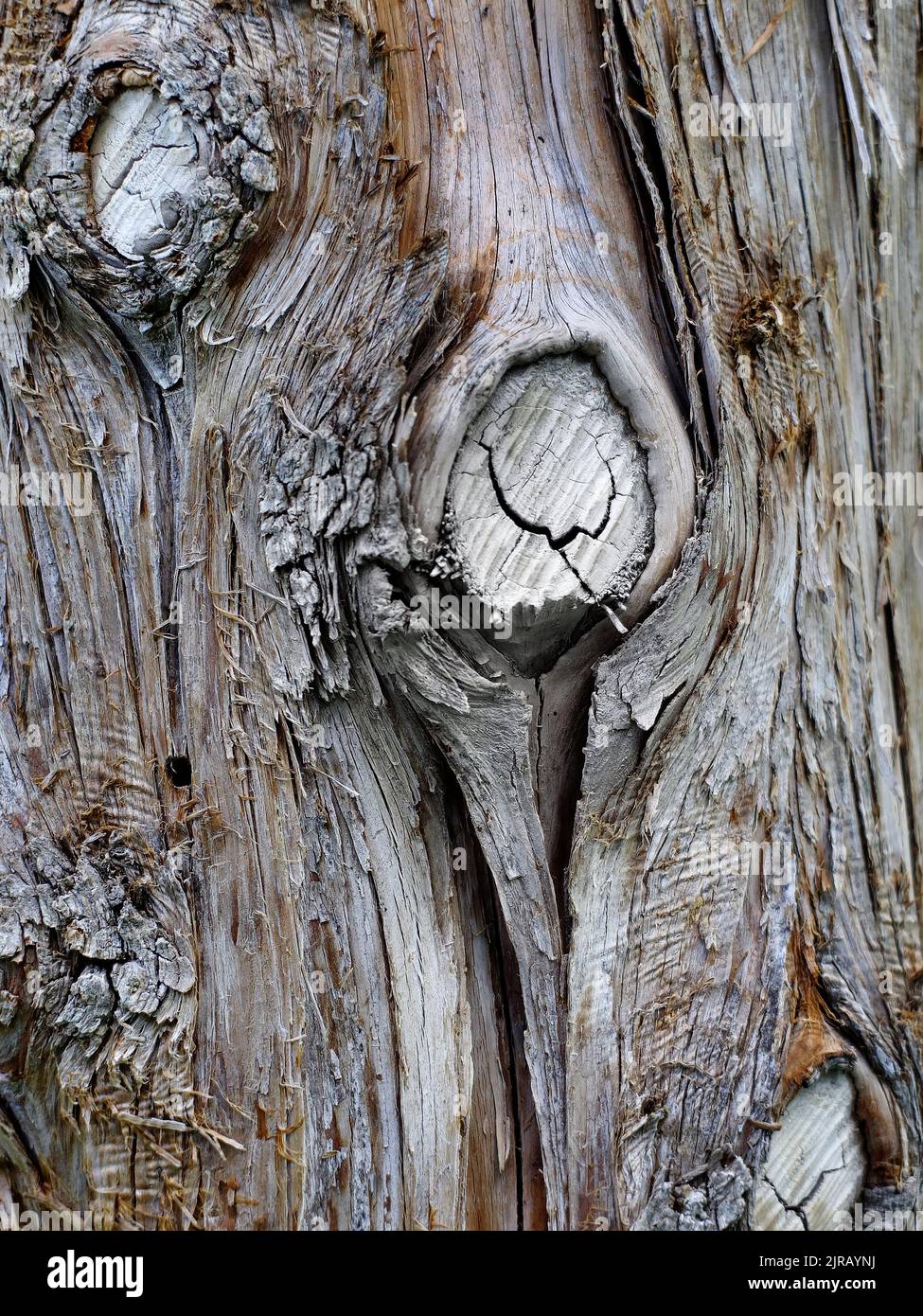 Detail of old gray tree texture with knots and cut branches Stock Photo ...