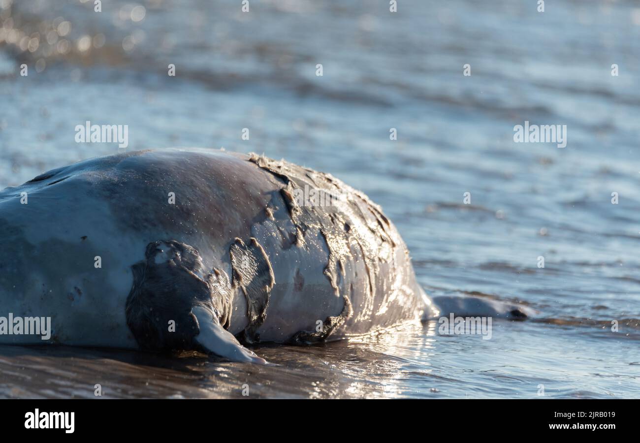 Dead seal on the beach. A dead animal taken to the beach by the waves ...