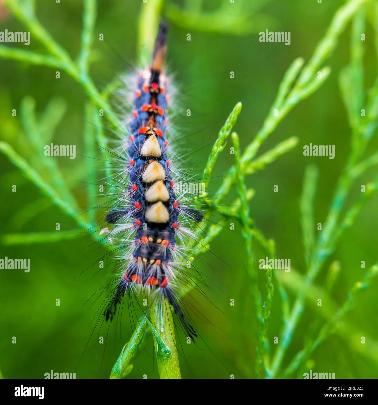 Rusty tussock moth (Orgyia antiqua) caterpillar crawling on plant stem ...