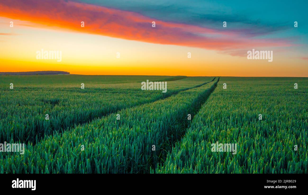 Vast green field at springtime sunset Stock Photo - Alamy