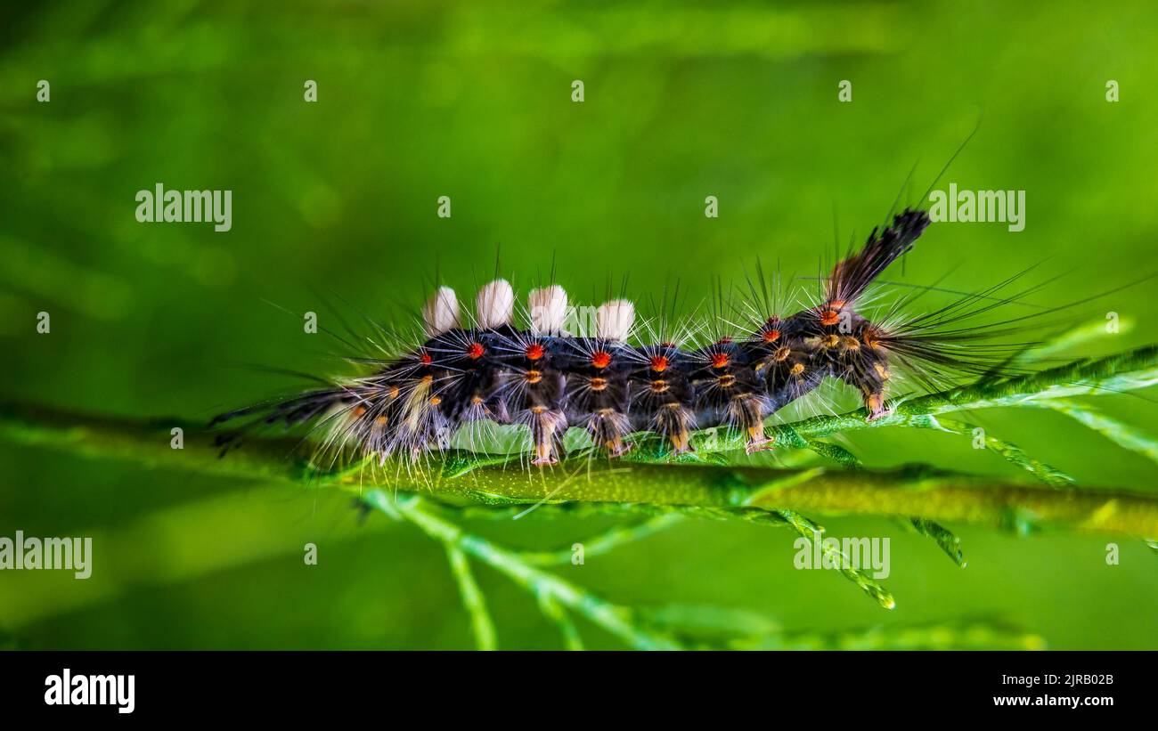 Rusty tussock moth (Orgyia antiqua) caterpillar crawling on plant stem ...