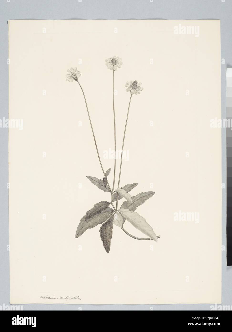 Spilanthes hi-res stock photography and images - Alamy