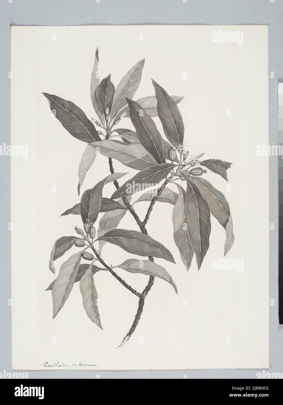 Timonius timon (Sprengel) Merrill, by Sydney Parkinson. Gift of the ...