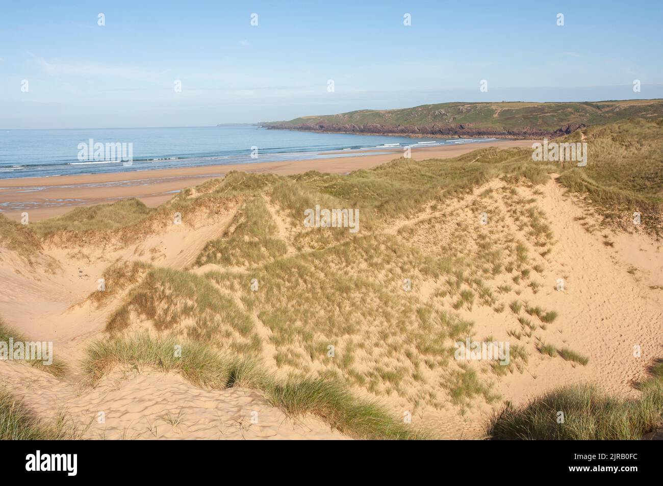 Marram grass stabilising sand dunes at Freshwater West, Pembrokeshire ...