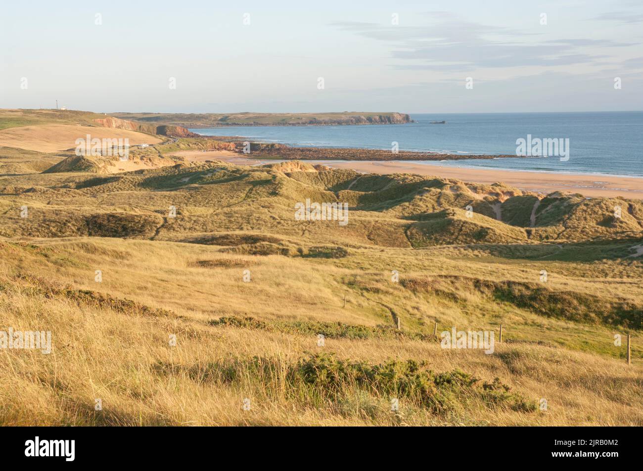 Marram grass stabilising sand dunes at Freshwater West, Pembrokeshire ...