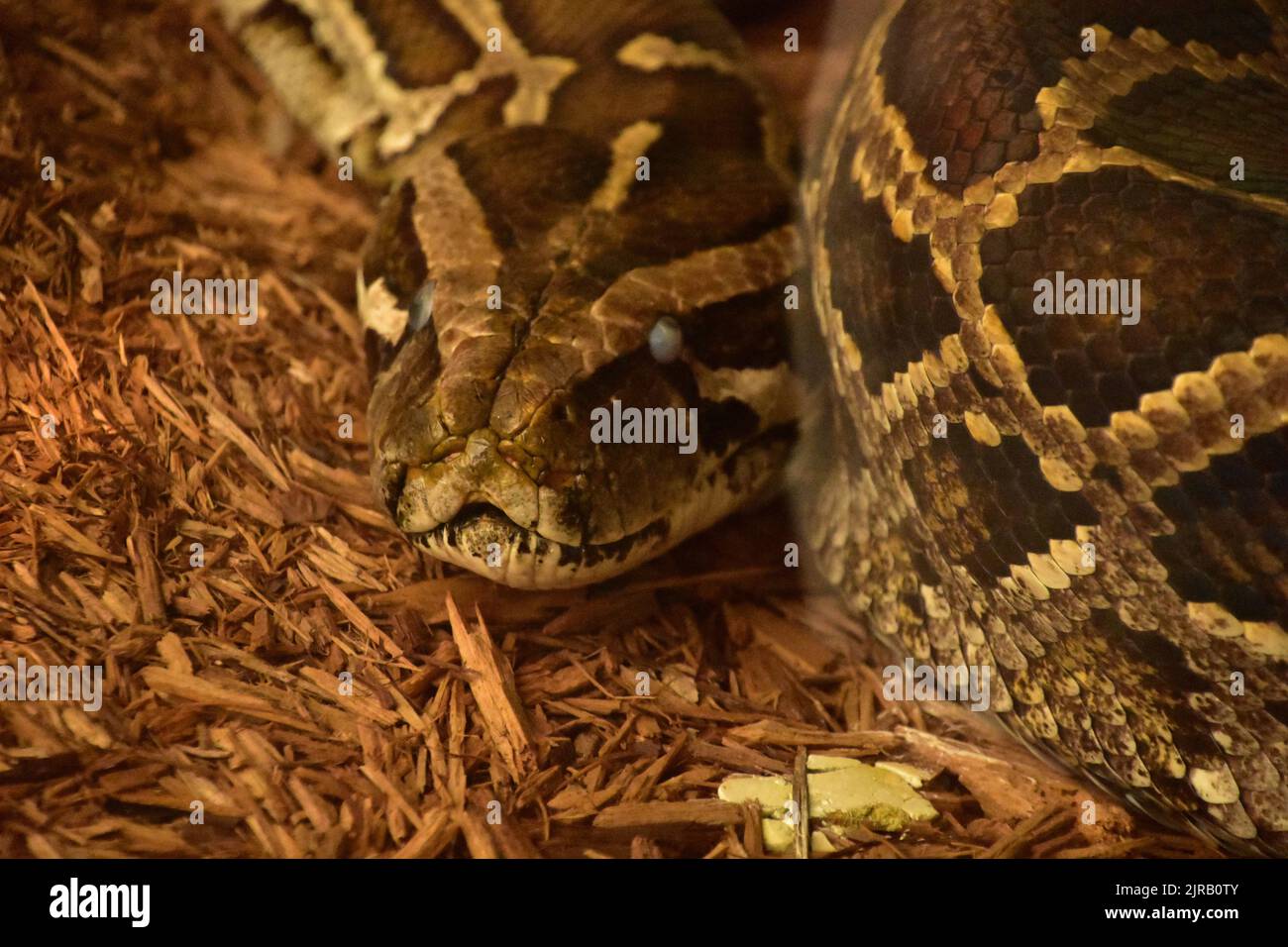 Mean looking python snake coiled up on wood chips ready to strike Stock ...
