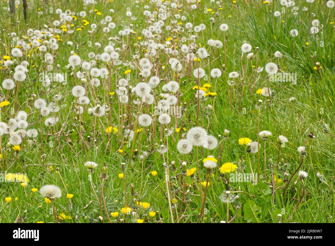 Group of Dandelions with ripe seed heads. (Taraxacum officinale Stock ...