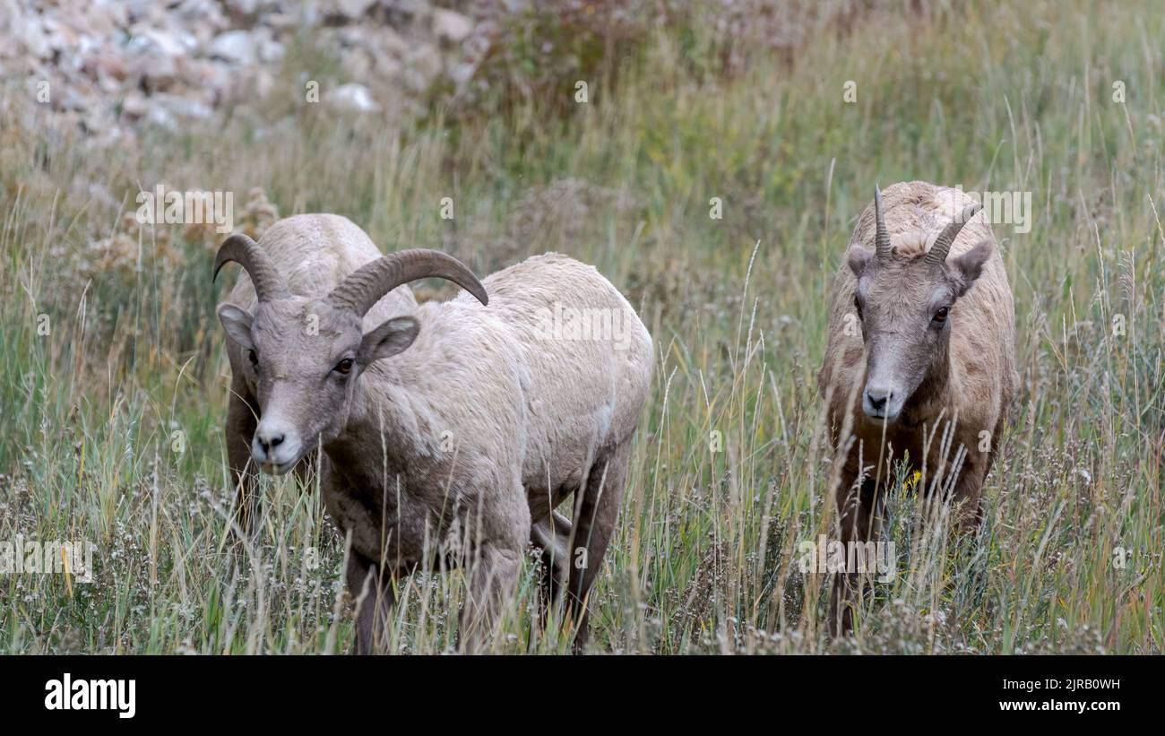 Bighorn Sheep, Ovis canadensis, on a hillside in Wyoming Stock Photo ...