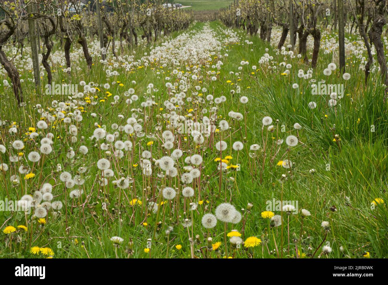 English vineyard with lots of Dandelion seed heads inbetween rows of ...