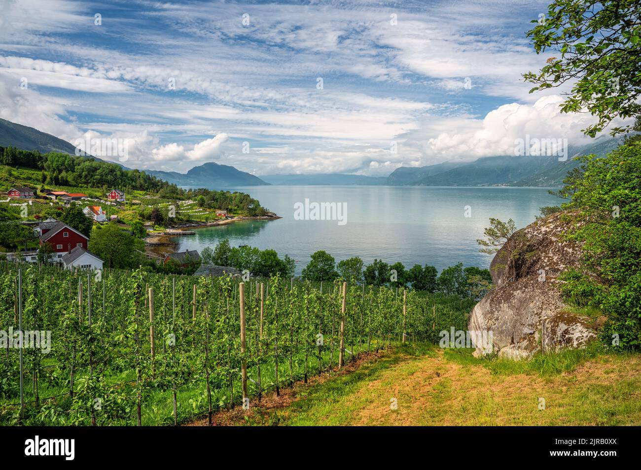 Norway, Vestland, Village on shore of Hardangerfjord with vineyard in ...