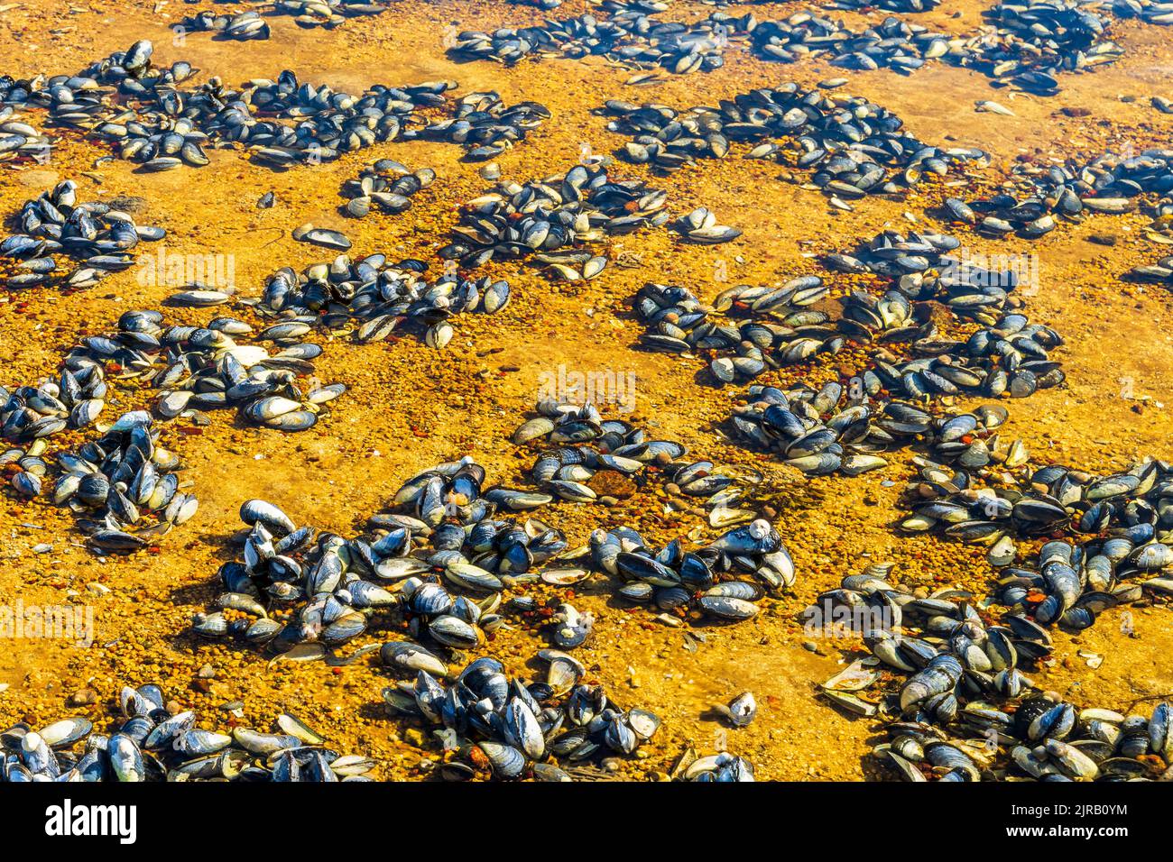 Brown seashells hi-res stock photography and images - Alamy