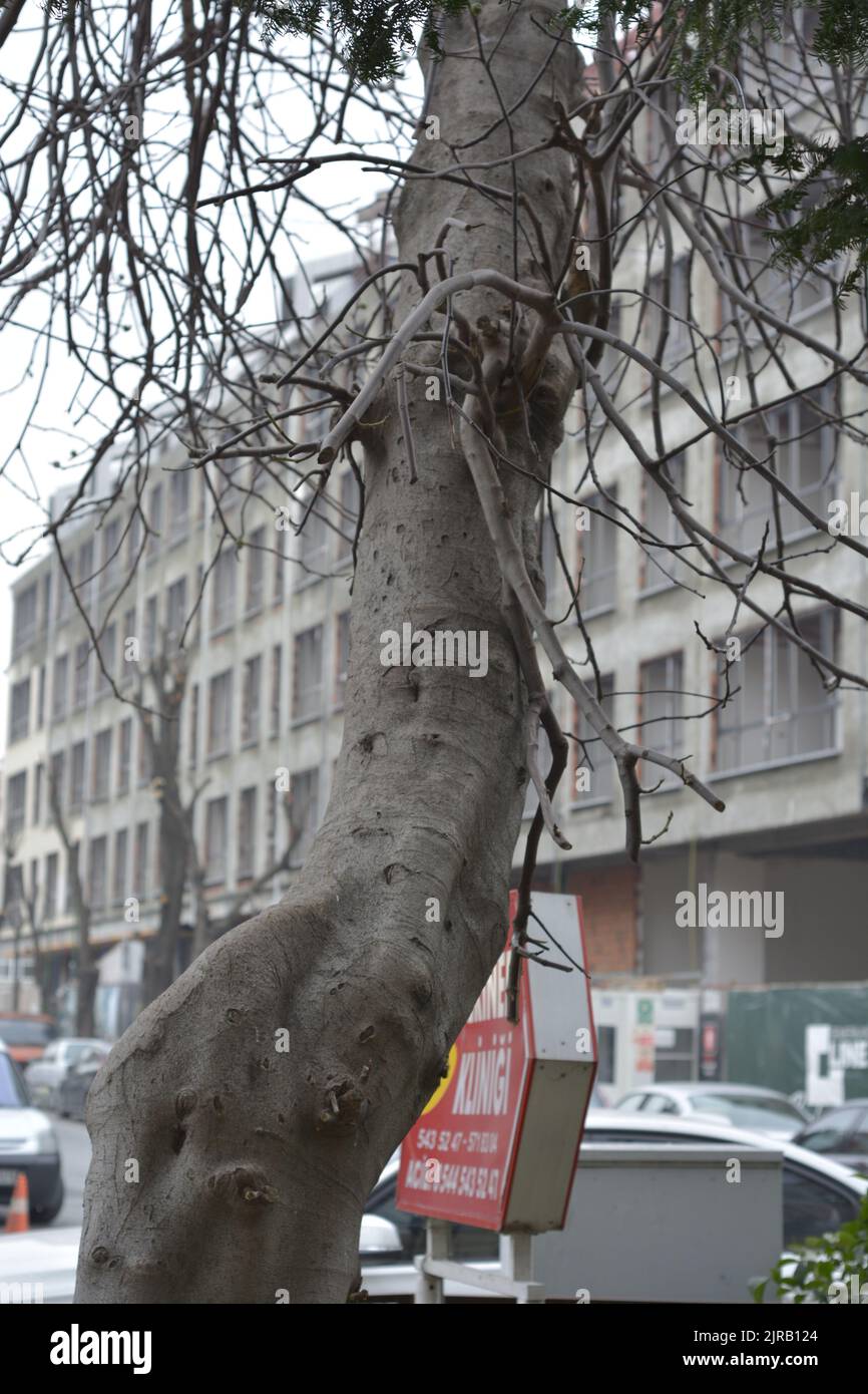 Gray tree branches in front of bulding at Beşiktaş, İstanbul, Turkey ...
